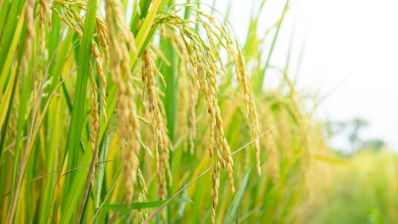 【衝撃】気田水力を活用したオフサイト型PPA、5社と20年契約開始 | DXマガジン